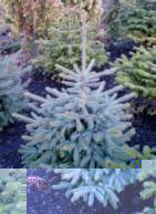 Blaufichte/Blautanne veredelung?? - Baumkunde Forum