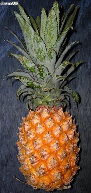 Zum Ananas-Waaahn - Samen & Anzucht & Vermehrung - GREEN24 Hilfe Pflege ...