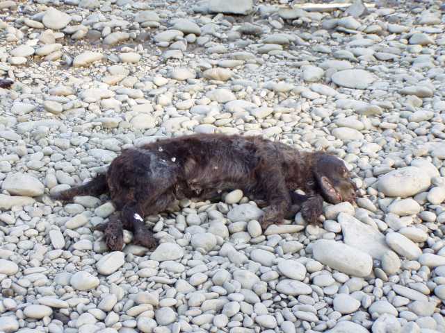 Jagdhundehalter • Thema anzeigen - Wer kennt diesen (toten) Hund?