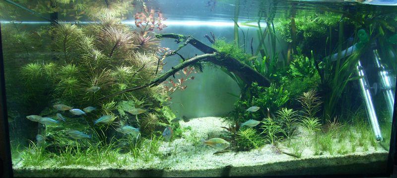 my first planted tank | The Planted Tank Forum