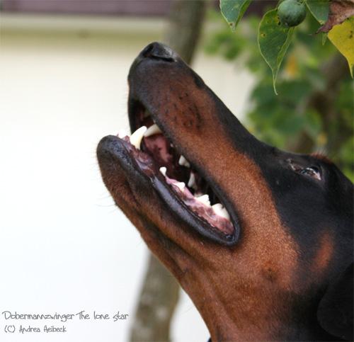 Some Dobi pictures | Doberman Forum : Doberman Breed Dog Forums