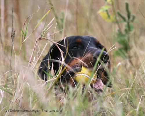 Splish..., splash :-))) | Doberman Forum : Doberman Breed Dog Forums