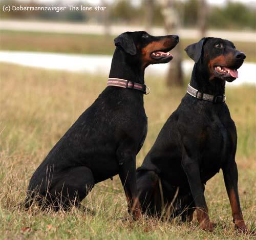 Splish..., splash :-))) | Doberman Forum : Doberman Breed Dog Forums
