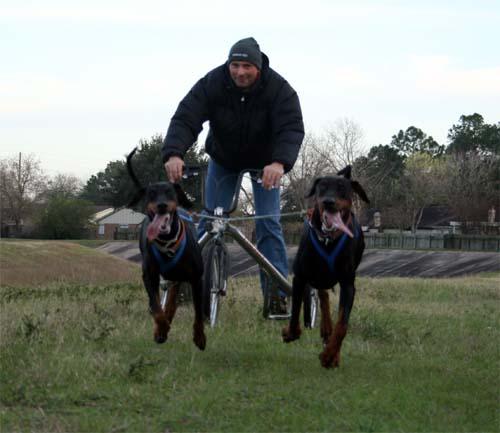 Dog cart | Doberman Forum : Doberman Breed Dog Forums