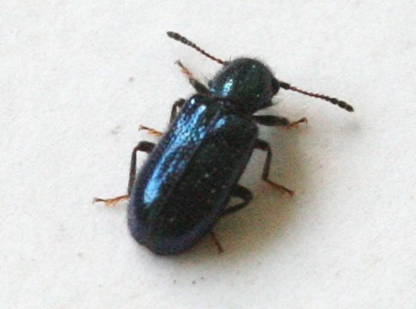 Cleridae?->Corynetes caeruleus/ruficornis - Coleoptera, Käfer ...