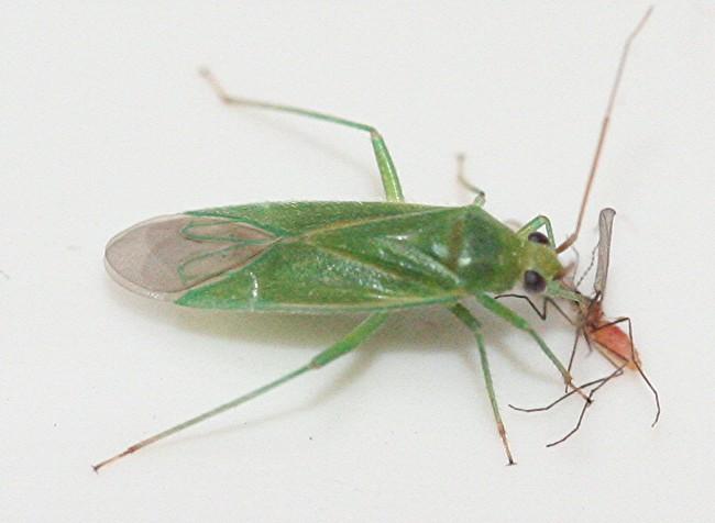 Miridae (Weichwanzen)->Orthotylus sp. - Hemiptera, Schnabelkerfe ...
