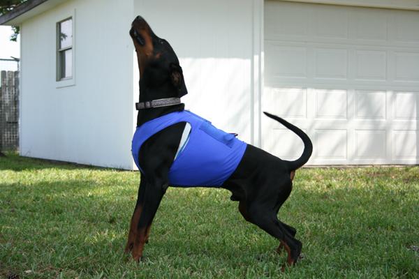 Holter Monitor | Doberman Forum : Doberman Breed Dog Forums