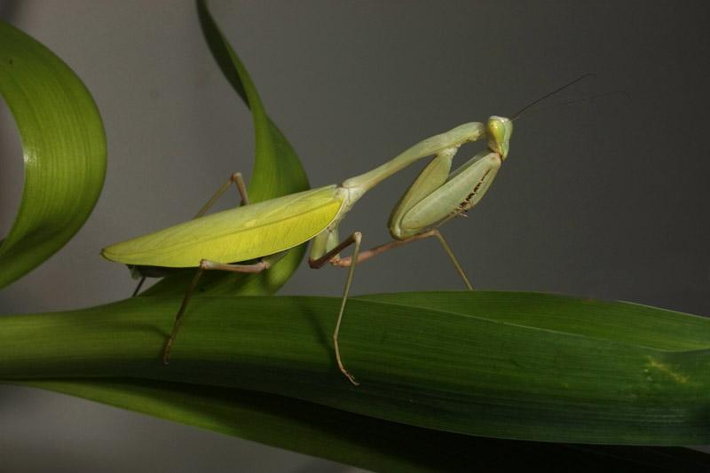 Rhombodera, Miomantis, Hierodula, , Parasphendale, Sphodromantis ...