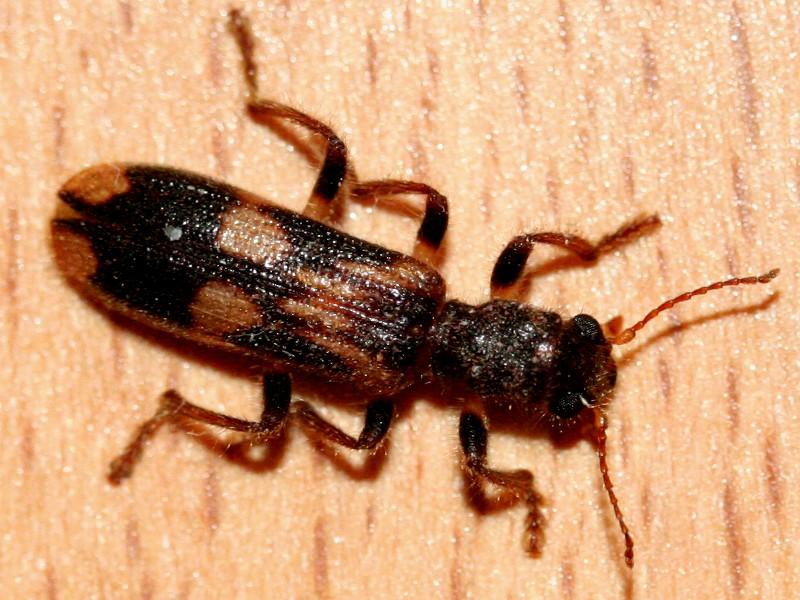 Cleridae (Buntkäfer)->Opilo mollis - Coleoptera, Käfer - Insektenfotos ...