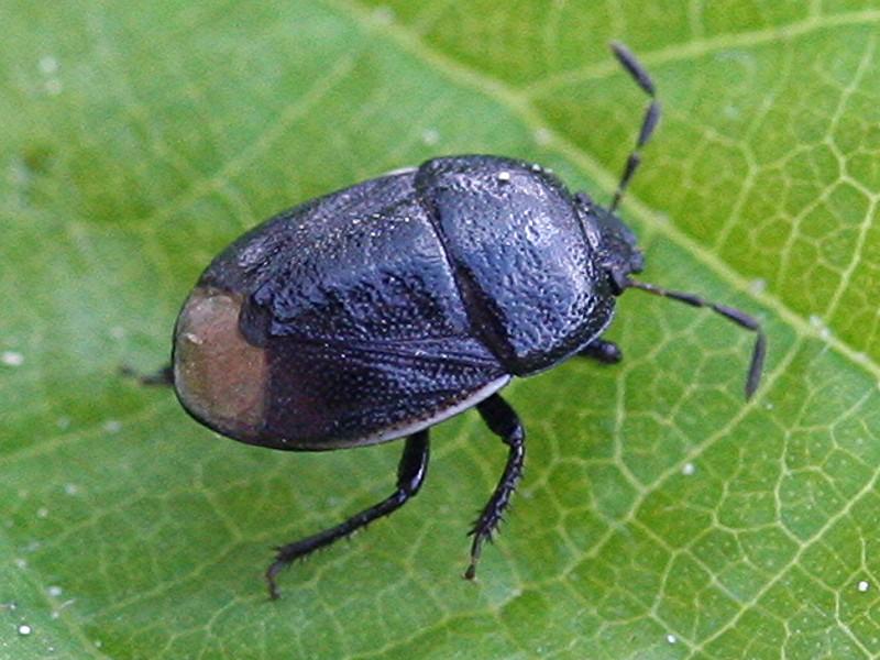 Cydnidae (Erdwanzen) --> Legnotus limbosus - Hemiptera, Schnabelkerfe ...