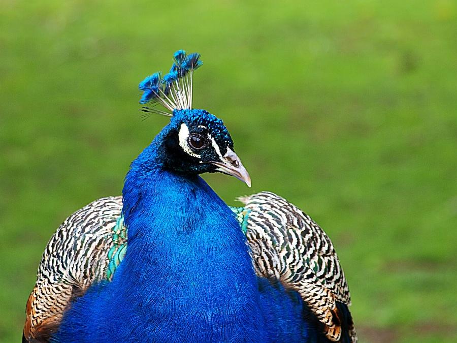 Schöner Pfau "Rad+Portrait" Update:exifs | DSLR-Forum