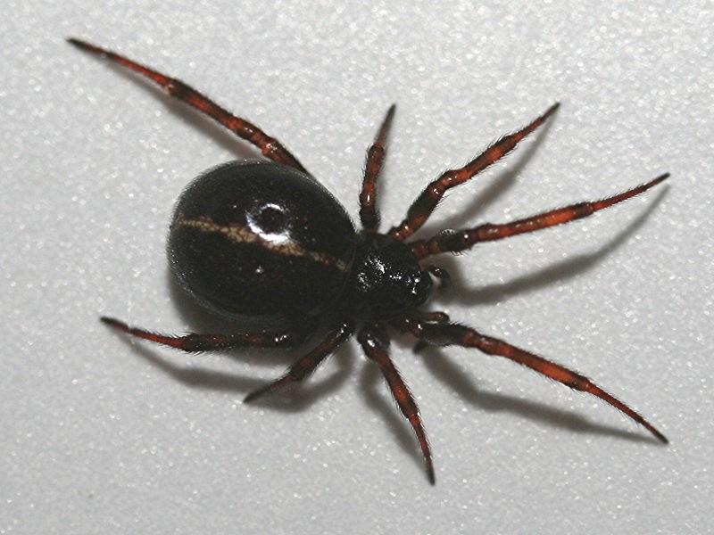 Theridiidae (Kugelspinne) -> Steatoda bipunctata - Arachnida ...