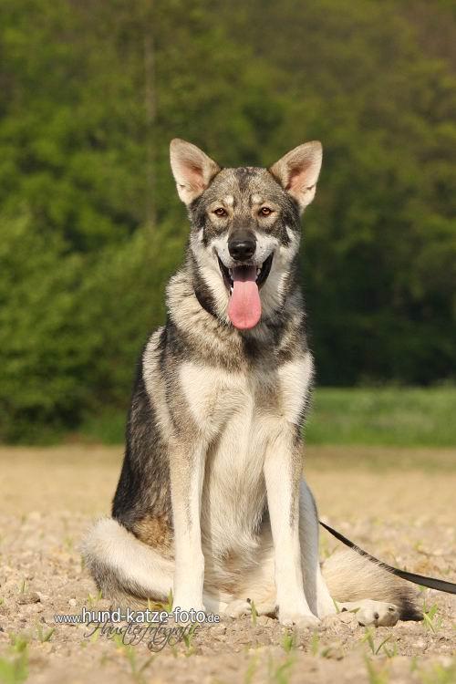 Then & Now! - International Tamaskan Forum