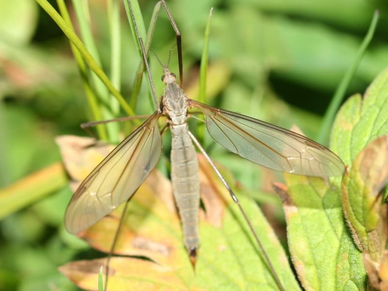 Diptera.info - Discussion Forum: Tipulidae