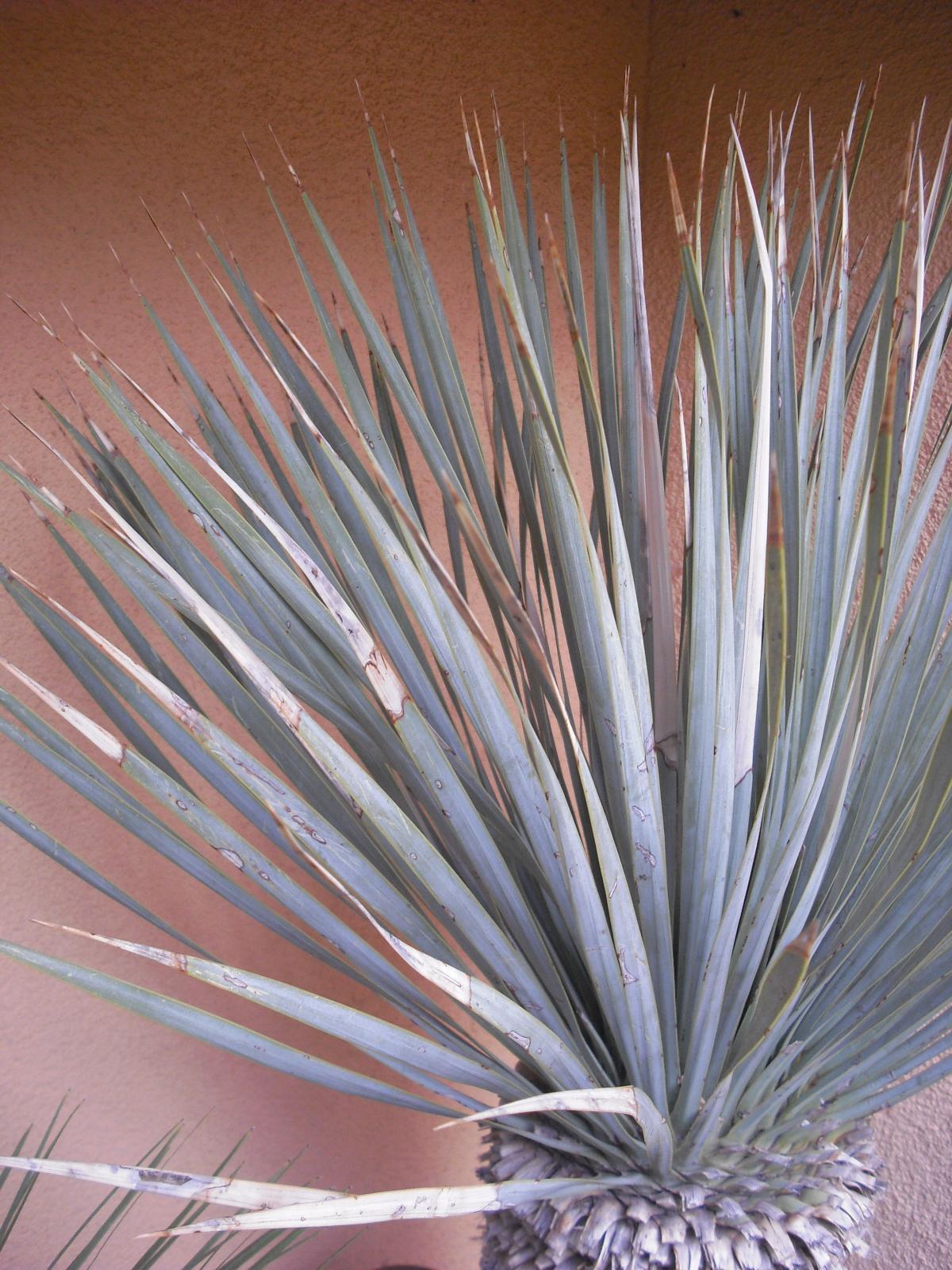 Yuccas, Agaven & Co. » Rostrata krank?