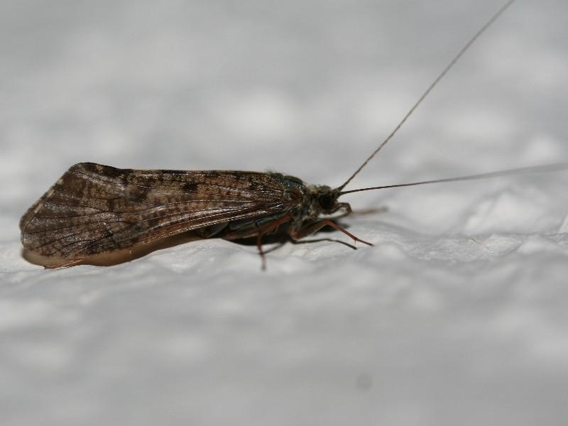 Köcherfliege -> Hydropsyche sp. - Odonata, Ephemeroptera, Trichoptera ...