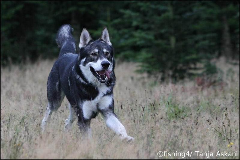 Nanuq vom Muensterland - International Tamaskan Forum