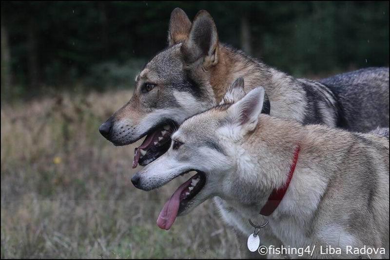 Tamaskan fun - International Tamaskan Forum