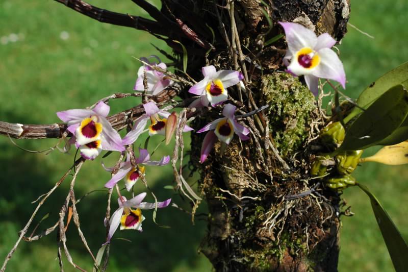 Dendrobium falconeri
