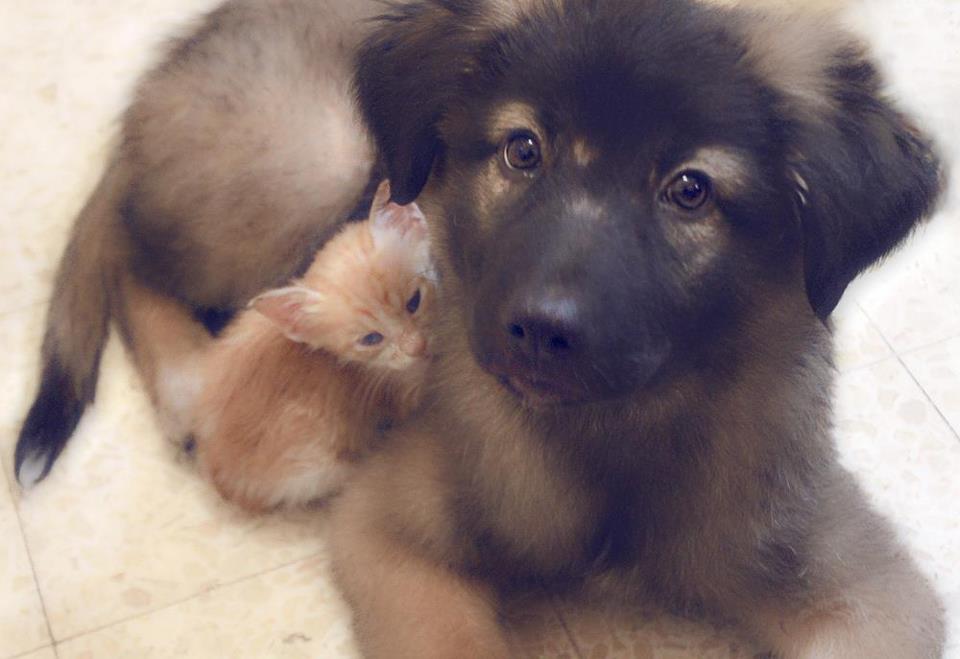 These Sad Ass ASPCA Commercials | Lipstick Alley